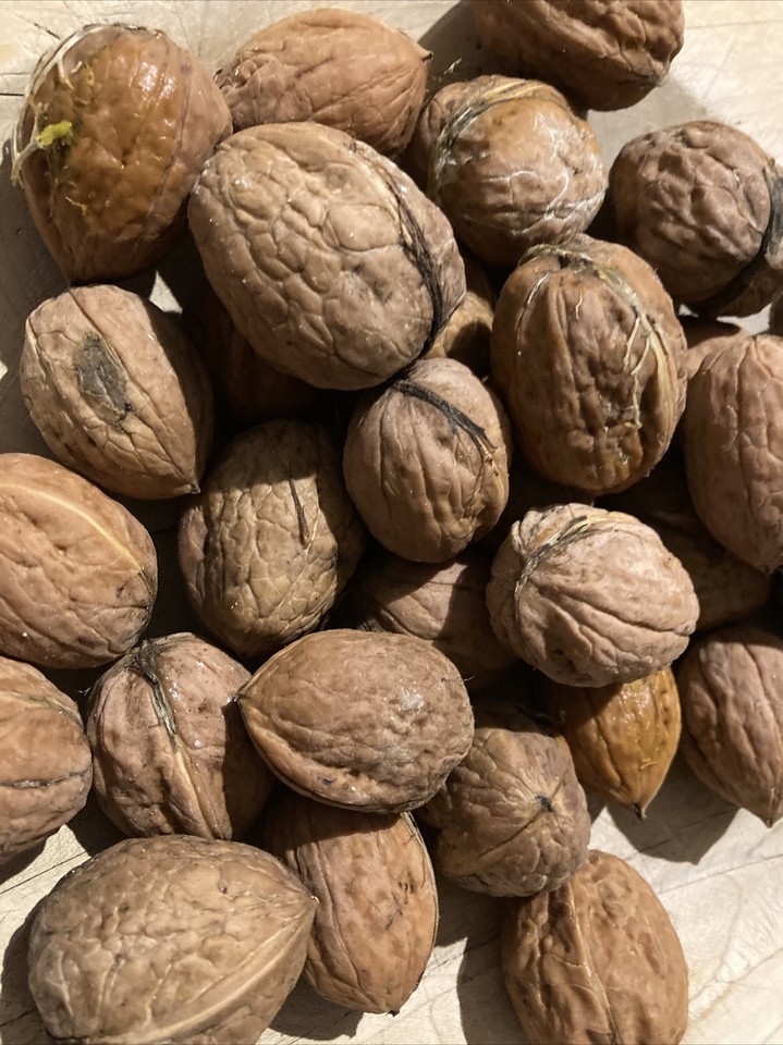 1kg Fresh Wet Walnuts from Organic Suffolk Parkland | eBay UK