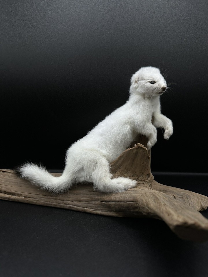 Beautiful Adorable Weasel Ermine Small Animal Taxidermy Mount Art ...