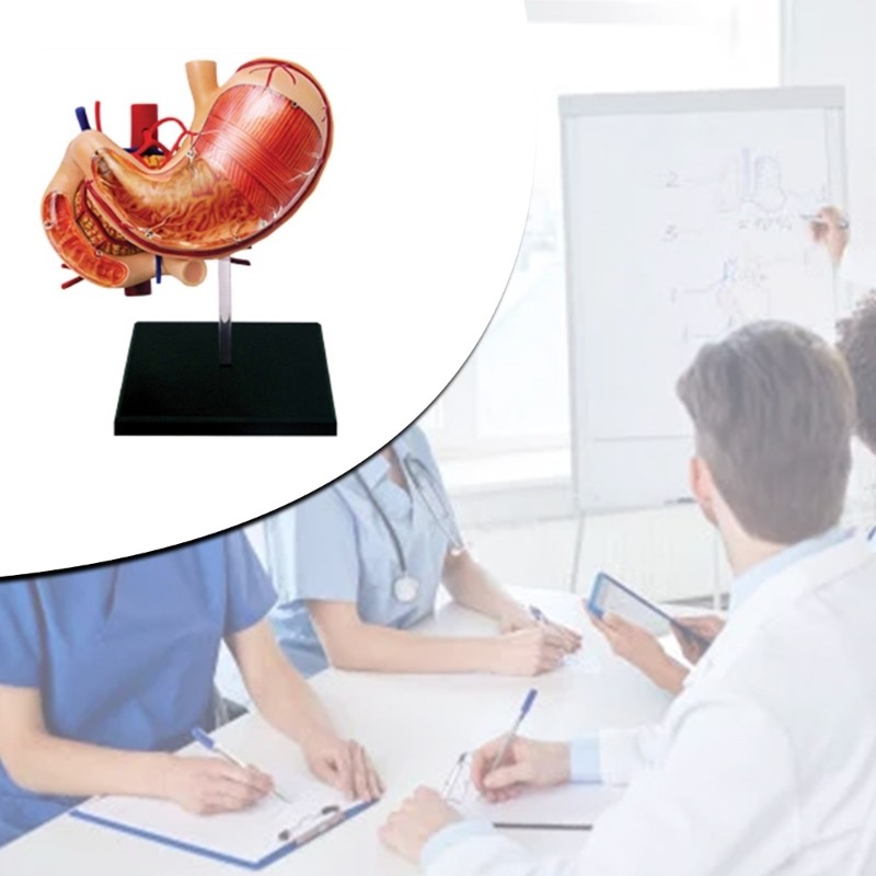 Human Stomach &Pancreas Anatomy Model Removable Human Organs Model ...