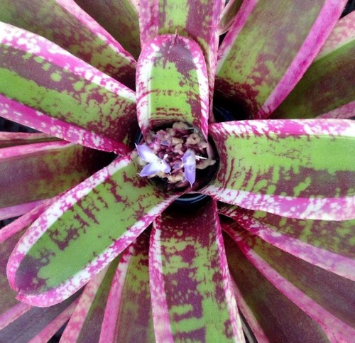 BUY ANY 3 SAVE 15% Bromeliad Neoregelia Vinzant's MIMSY Beautiful Albo ...