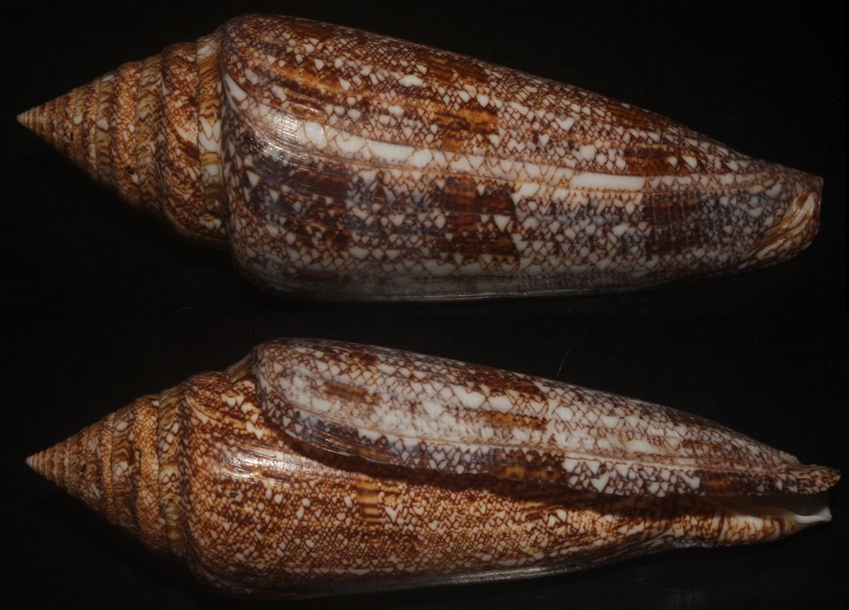 Conus Gloriamaris