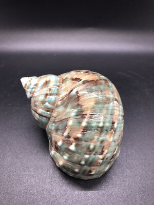 Turbo Marmoratus Sea Shell Gorgeous Ocean Fish Tank | eBay