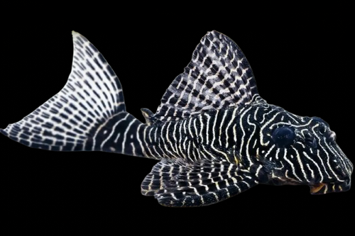 L-260 Queen Arabesque Pleco 1.5-2" | eBay
