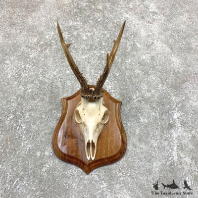 #23840 P | European Roe Deer Plaque Mount - Antlers | eBay