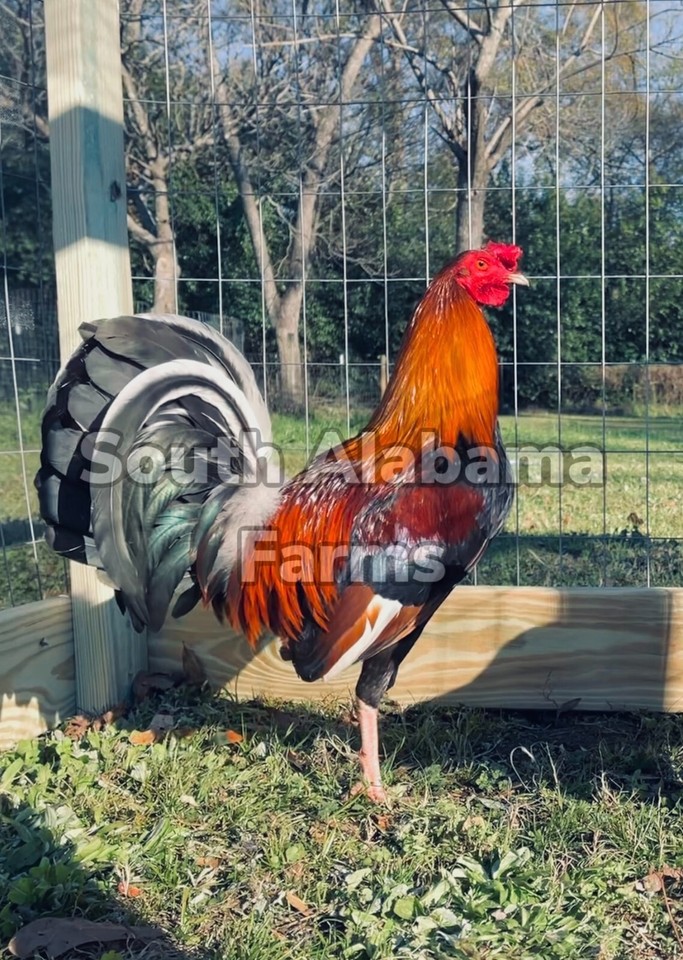 Pure Claret & Roundhead Assortment 8 Gamefowl Chicken Hatching Eggs | eBay