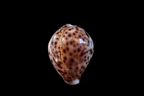 Tatskieshells- Cyprea tigris- 51mm - NICE COLOR!! | eBay