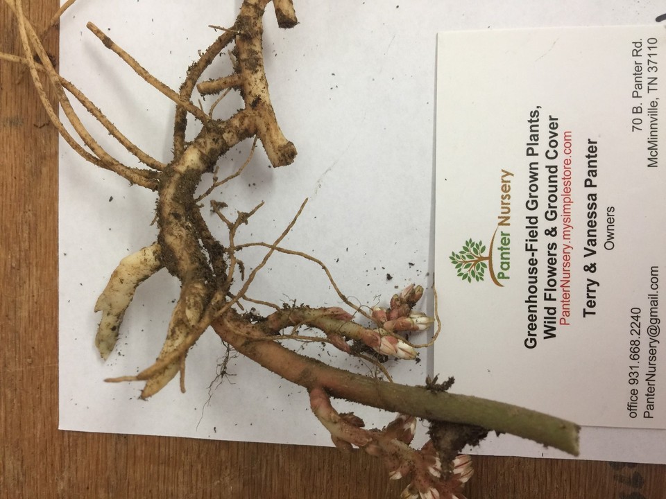 ALLEGHENY SPURGE 5 roots (Pachysandra procumbens) | eBay