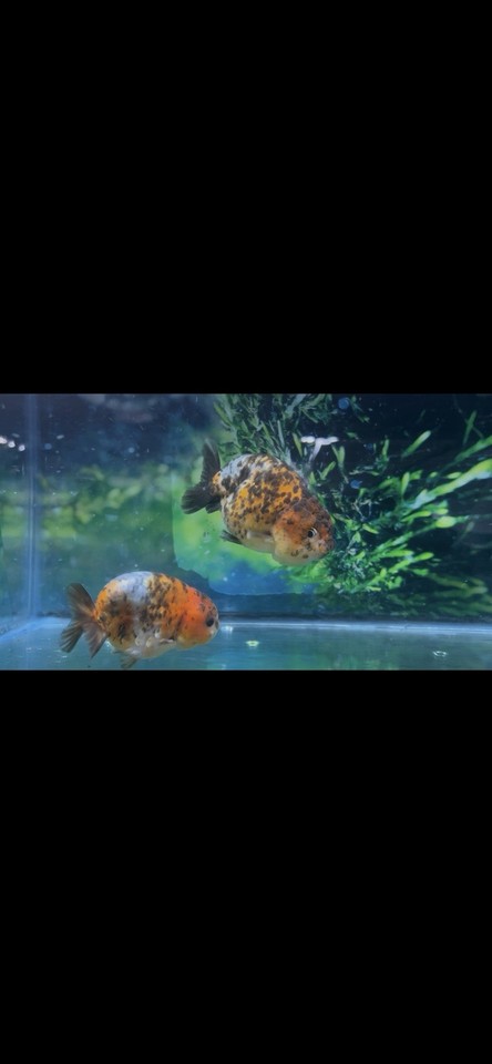 High-Quality Calico Yuanbao Ranchu 3 1/2 To 4 1/2 Inches Breeding Pair ...