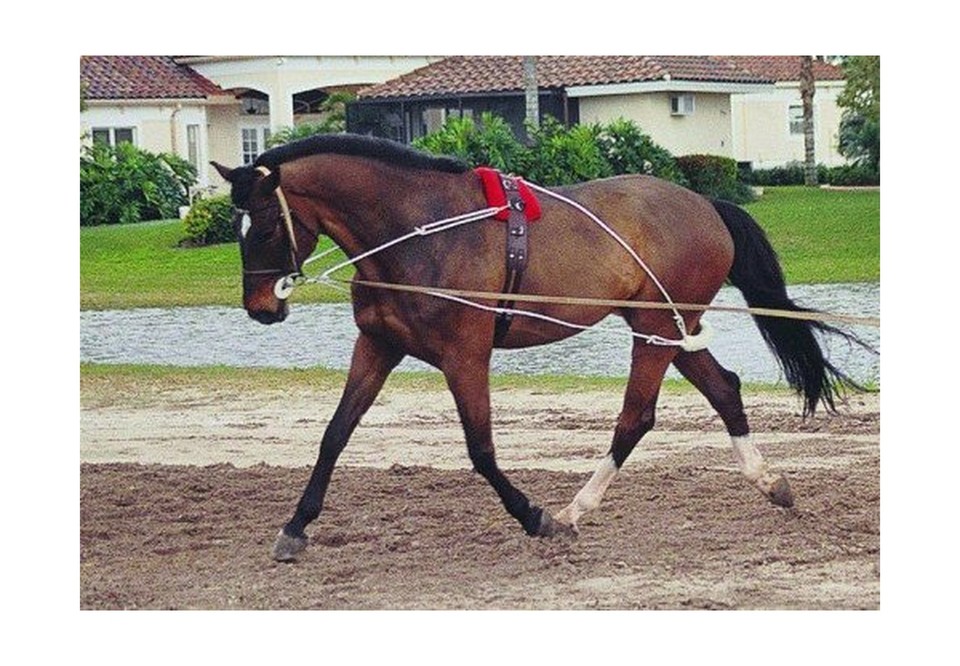 Hunters Saddlery Ultimate Horse Lunging Training Aid System Lunge ...