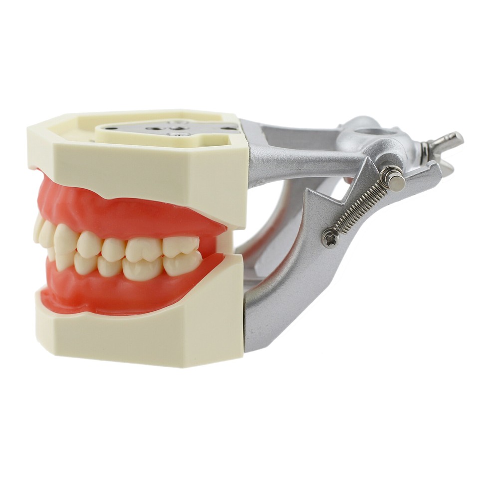 Dental Typodont Model 28 Teeth Kilgore NISSIN 500 Style Mounting Pole ...