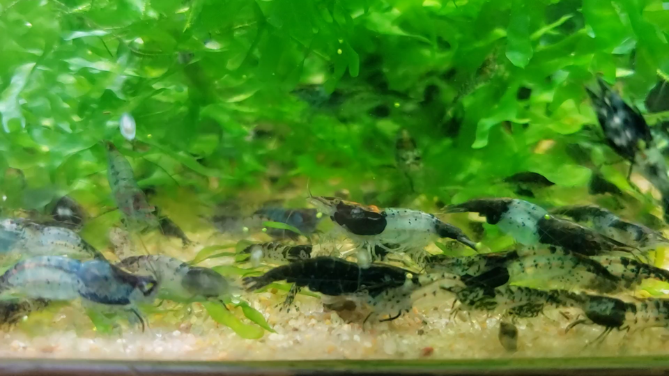 20+ Blue Rili and Carbon Rili Shrimp Neocaridina Dwarf Shrimp ...