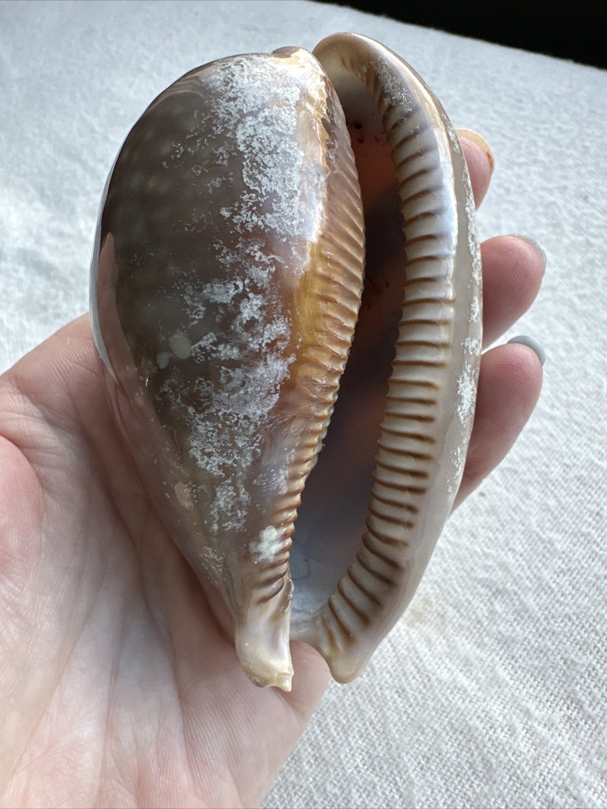 Large Cypraea Macrocypraea Cervus Cowry Shell | eBay