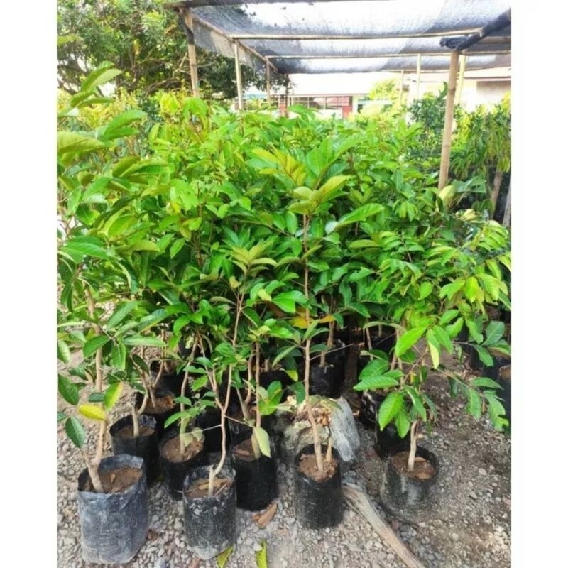 Grafteds Rambutan Binjai Tropical Fruit tree Plant Quicky Bear ...
