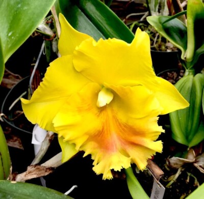 Rlc Pathoon Gold x Rlc Phet Ratsima Live Orchid Plant 3 Inch Pot 3BB13 ...