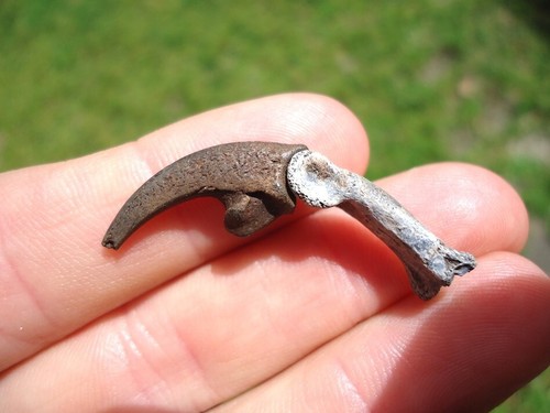 RARE RAPTOR CLAW CORE AND TOE BONE FLORIDA FOSSILS ICE AGE EXTINCT FOOT ...