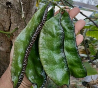 🌼 15 x Bangladeshi Vegetable Hyacinth Golgoda Bean Seeds, Sheem Gadda ...