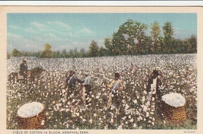 Vintage Postcard Sharecroppers Picking Cotton Memphis, Tennessee | eBay