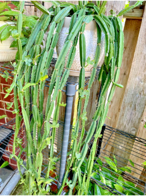 Four VEDLT GRAPE 'CUCUMBER CACTUS' CISSUS QUADRANGULARIS air plant ...