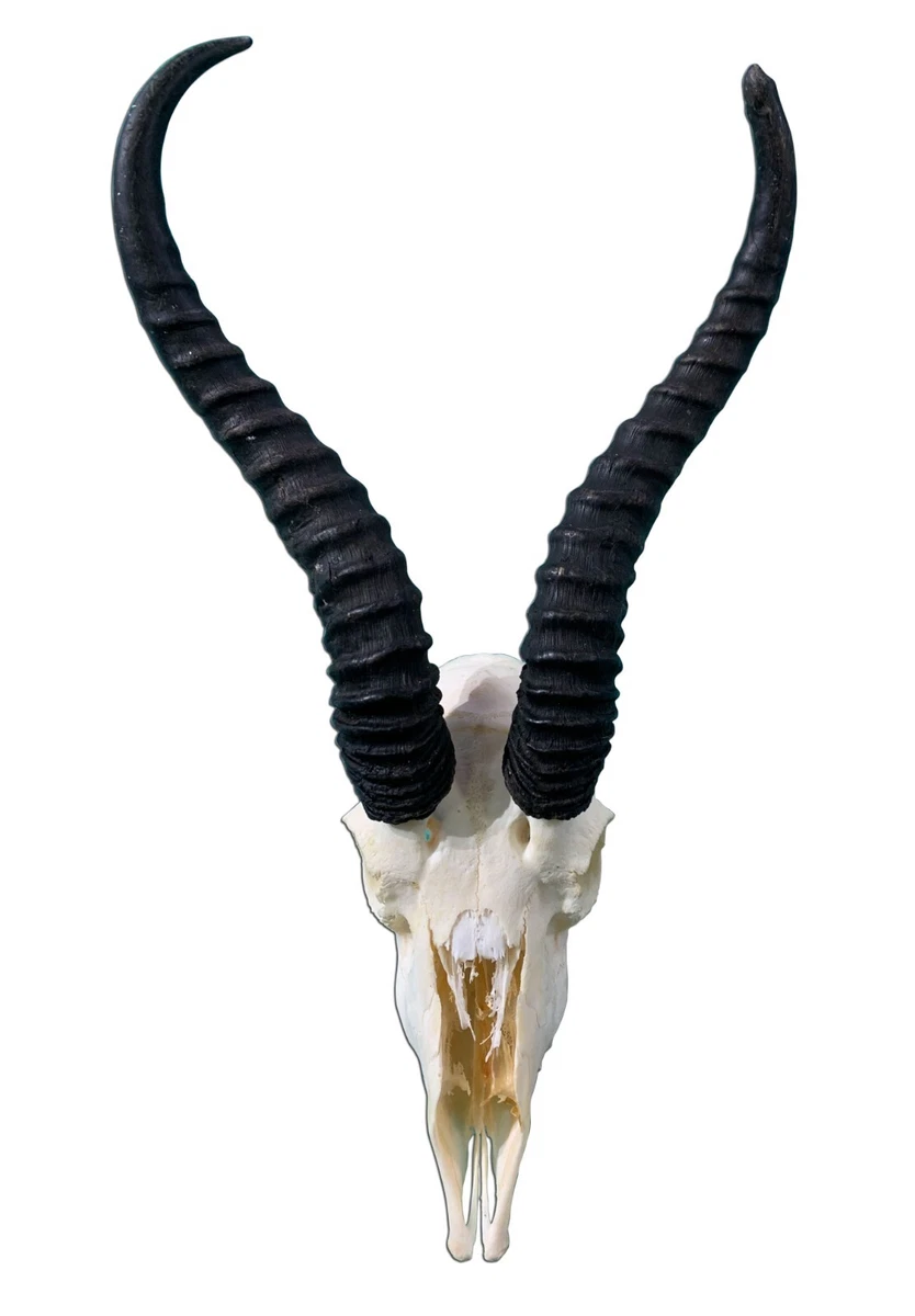 Springbok Skull