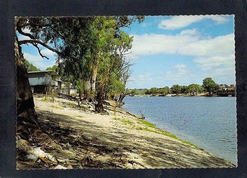 D8787 Australia SA Morgan River Murray River Gums postcard | eBay Australia