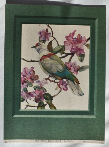 CECIL GOLDING BIRD PRINTS NEW YORK GRAPHIC SOCIETY, 1940-1950 | eBay