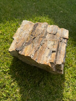 large petrified wood stump with crystallized sap that shines ...