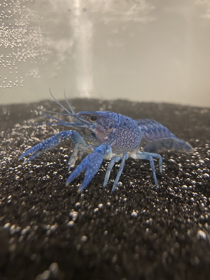 Live Electric Blue Freshwater Crayfish (Procambarus Alleni) | eBay