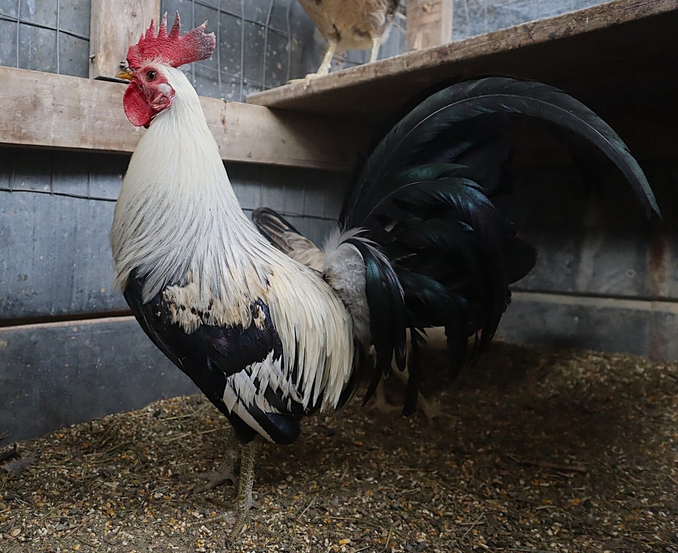 7 Bob Bennett Grey Gamefowl Eggs | eBay