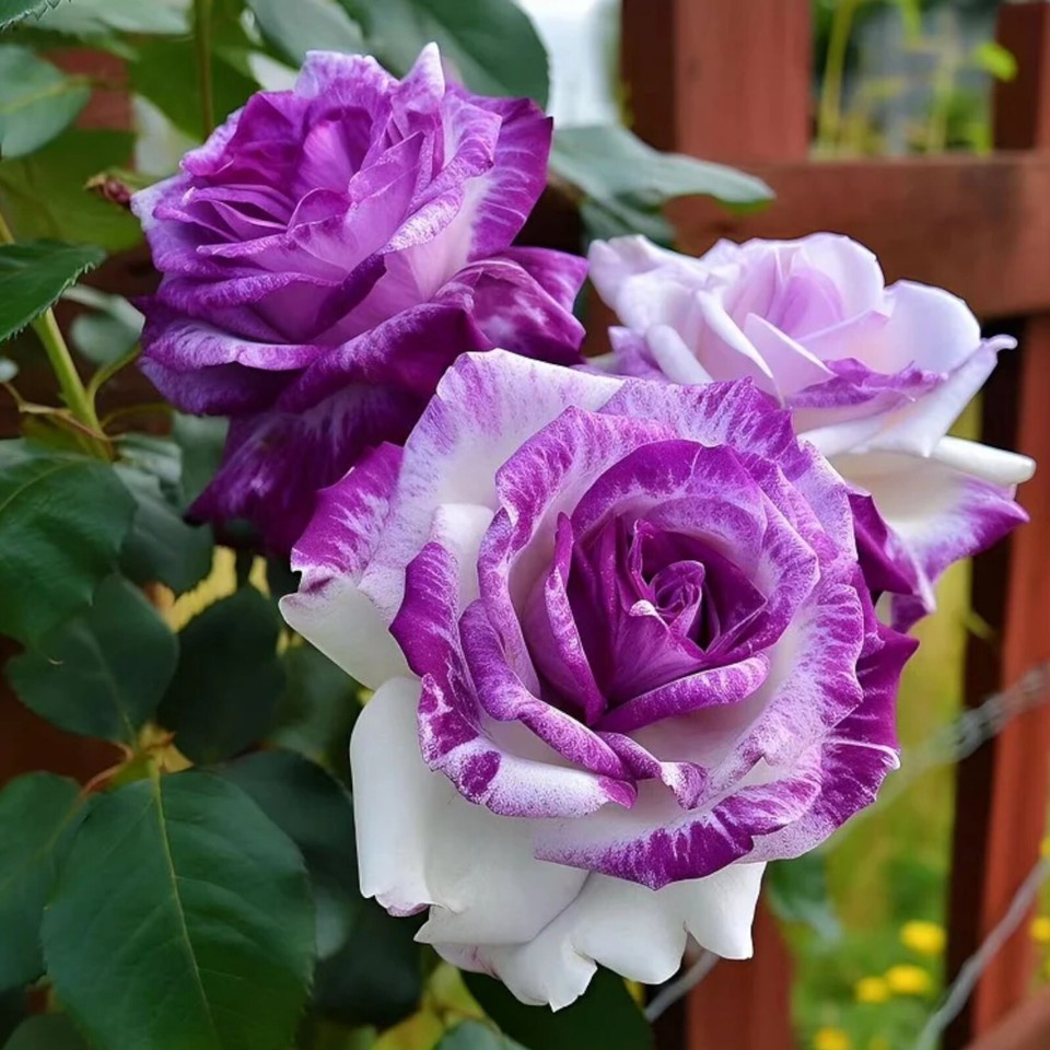 20pcs Rare Purple and White Twin Rose Seeds - Captivating Garden ...