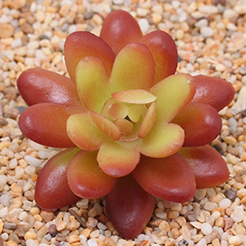 12 Pcs Mini Artificial Random Succulent Plant Decor Unpot Simulation ...