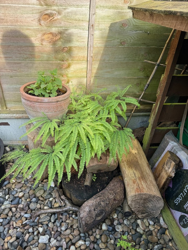 Adiantum pedatum| Hardy maidenhair Fern | Plug plant | eBay UK