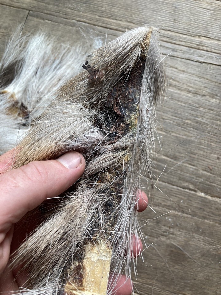 Fly Tying Hair Combo - Tails - 2 Squirrel, 1 Coon, 1 Deer + 3 Deer Hide ...