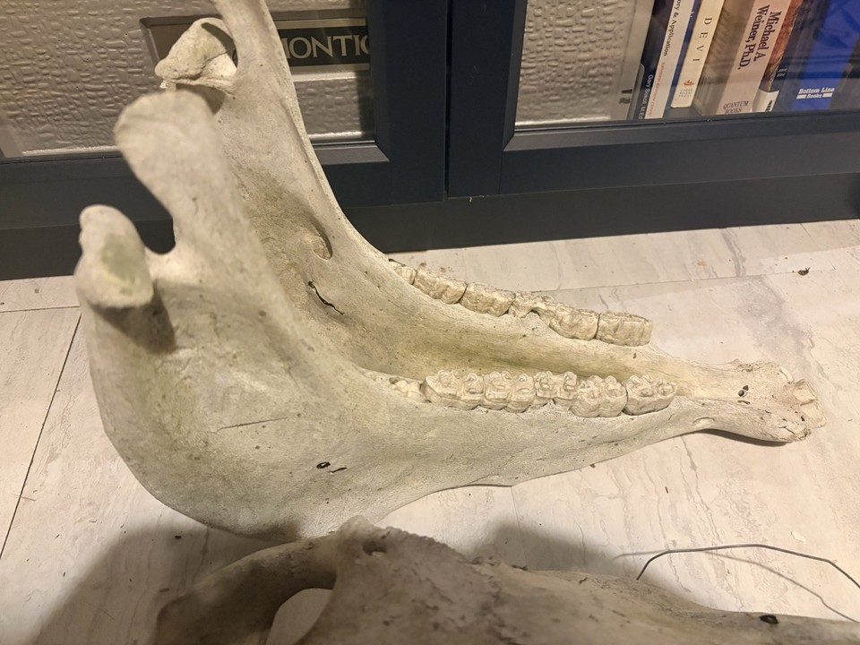 Horse Large Animal Taxidermy Skull and Jawbone Display From Animal ...