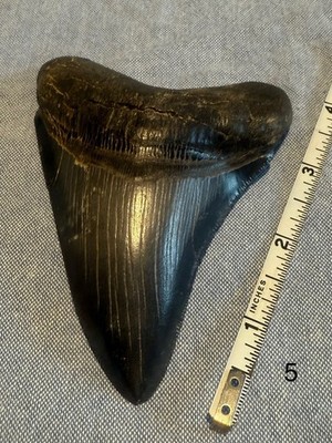 Megaladon Shark Tooth, Measuring 4-4.5 Inches, Fossil Shark Tooth | eBay