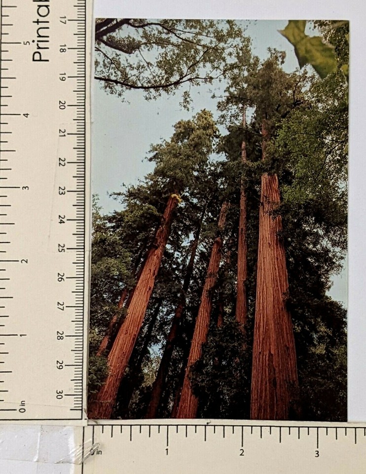 1970s Muir Woods National Monument California Regal Redwoods Trees VTG ...