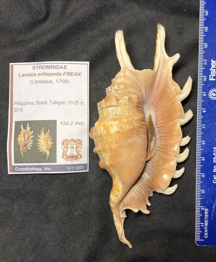 STROMBIDAE Lambis millepeda FREAK 134.2mm Bohol, Philippines 2016 | eBay