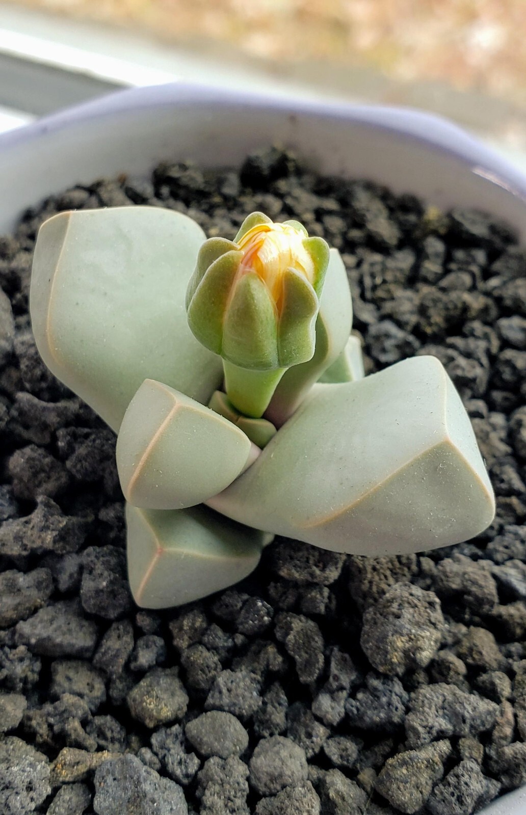Lapidaria margaretae rare mesembs living stone cacti exotic cactus seed ...