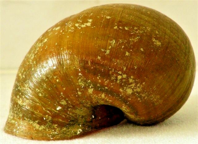 2 Natural APPLE SNAIL SHELL Aquarium DECORATION Crafts Etc. LARGE | eBay