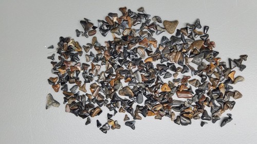 FOSSILIZED SMALL SHARKS TEETH AND OTHER ITEMS OF DIFFERENT SIZES | eBay
