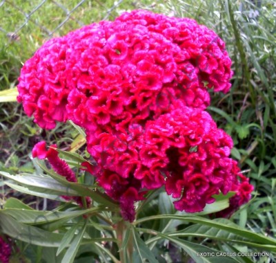 CELOSIA CRISTATA CRESTED, rare pink flowering exotic amish cock's comb ...