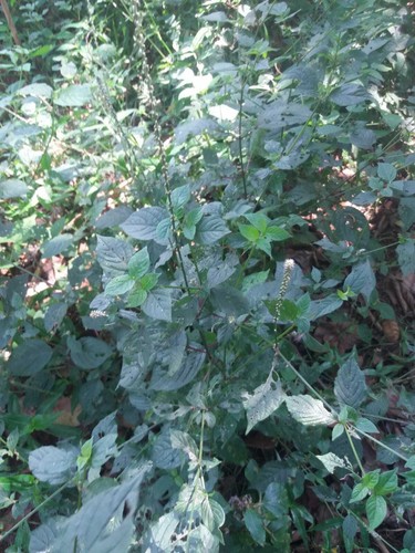 Achyranthes Aspera Root Apamarg Panchang Root Raw Herbs Latjira ...