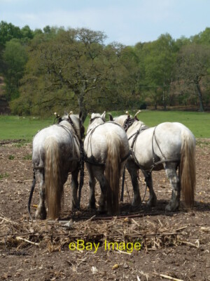 Photo 6x4 Harbridge Heavy Horse Event 2011 Lower Turmer At rest after a ...