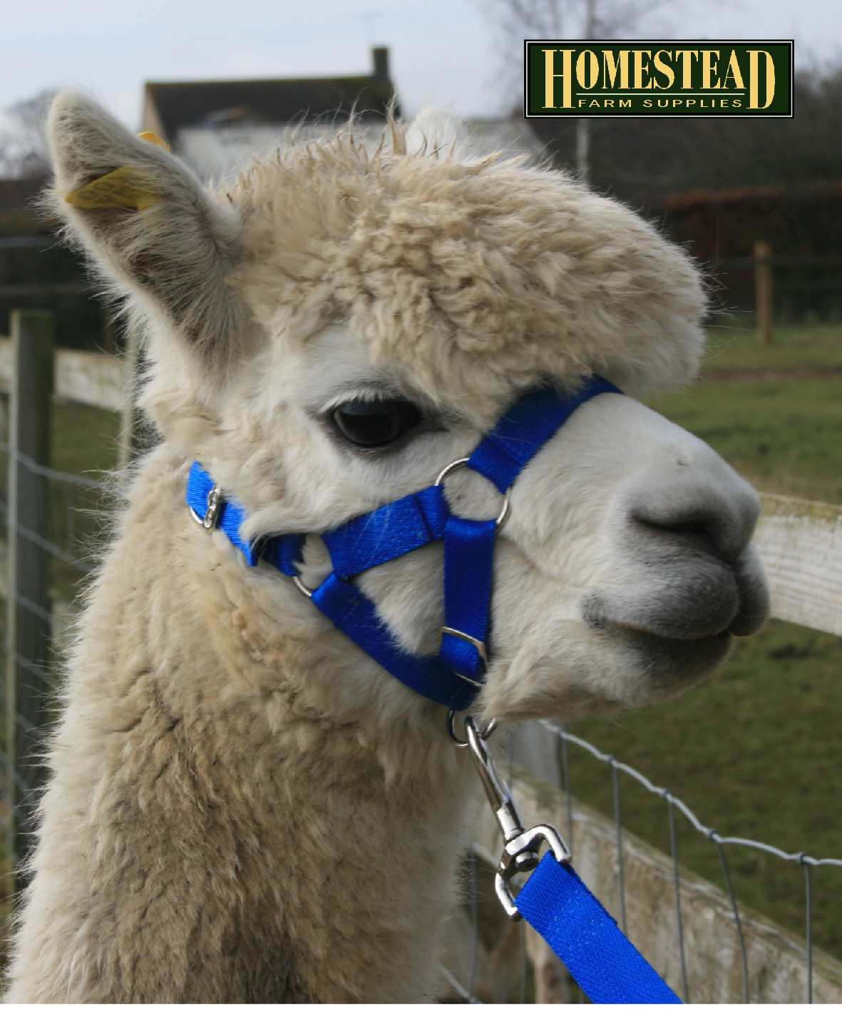 Llama Alpaca Headcollar Buckle Fastening Halter With LEAD - 11 Colours ...