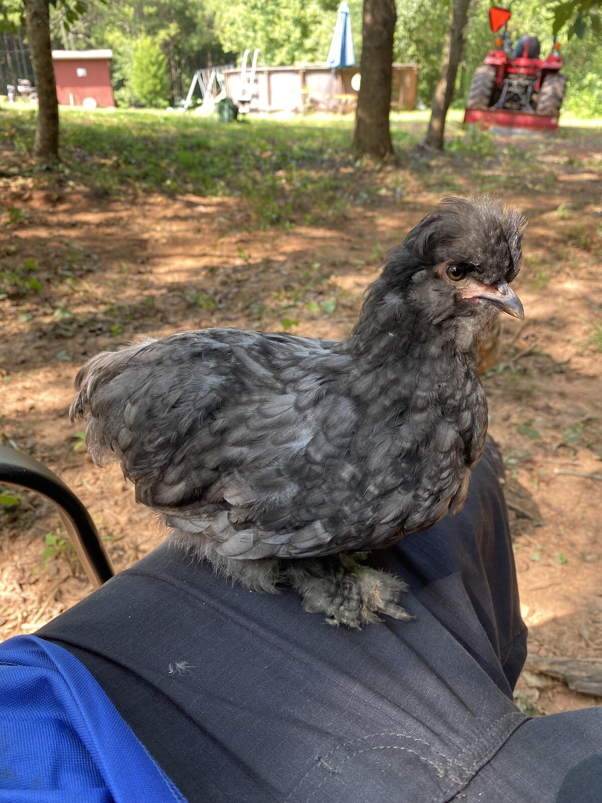 6+ Quality Frizzle/silkie Bantam Hatching Eggs | eBay