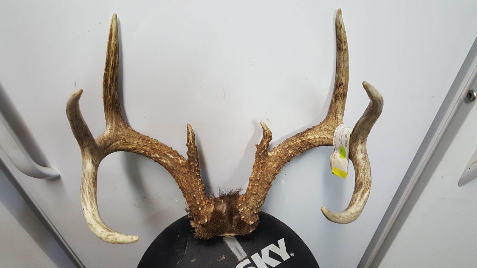 HEAVY 4x4 WHITETAIL DEER RACK Antlers mule mount taxidermy elk cape ...
