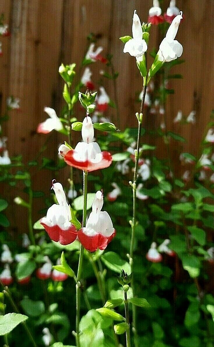 Red And White Salvia
