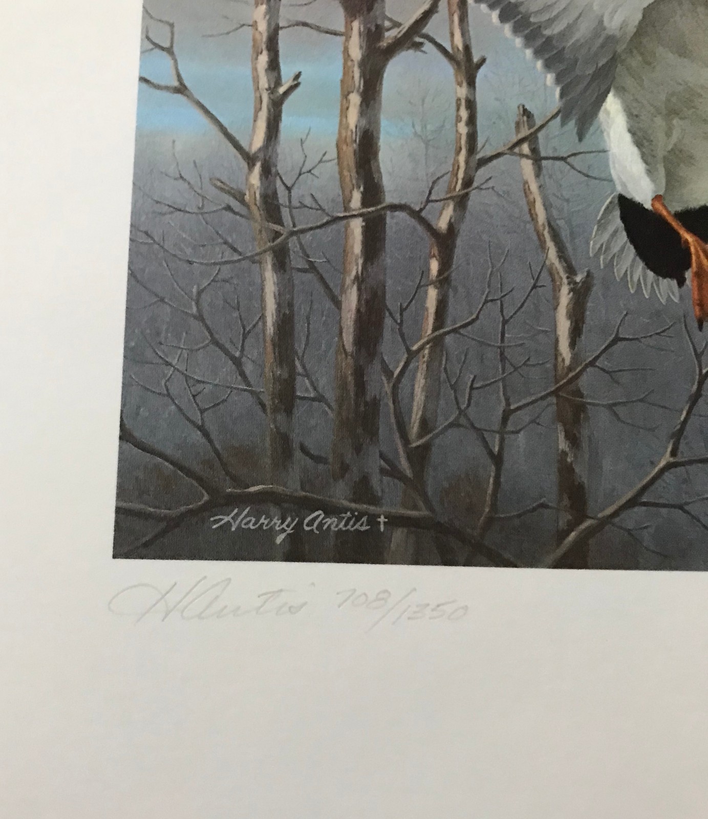 WTDstamps - 1983 Ohio - State Duck Stamp Print **HARRY ANTIS** | eBay