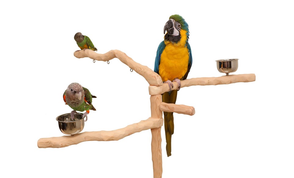 Perfect Tree for Parrots - A Comfortable Climbing Tree for Most Parrots ...