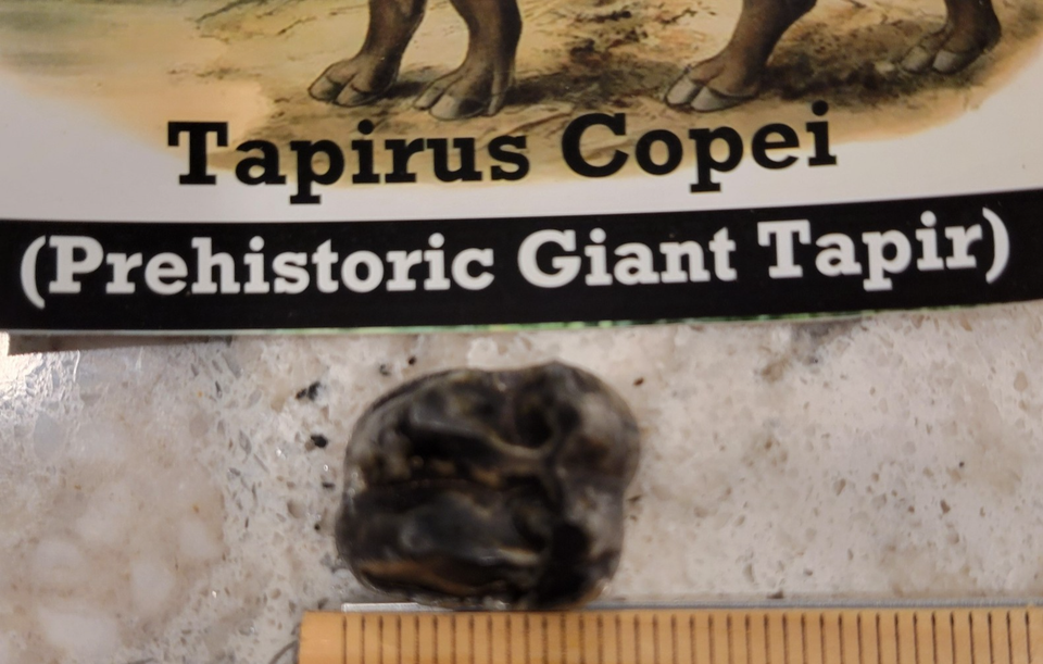 FLORIDA Pleistocene 2 mill-10K y.o. PREHISTORIC FOSSIL Giant Tapir ...