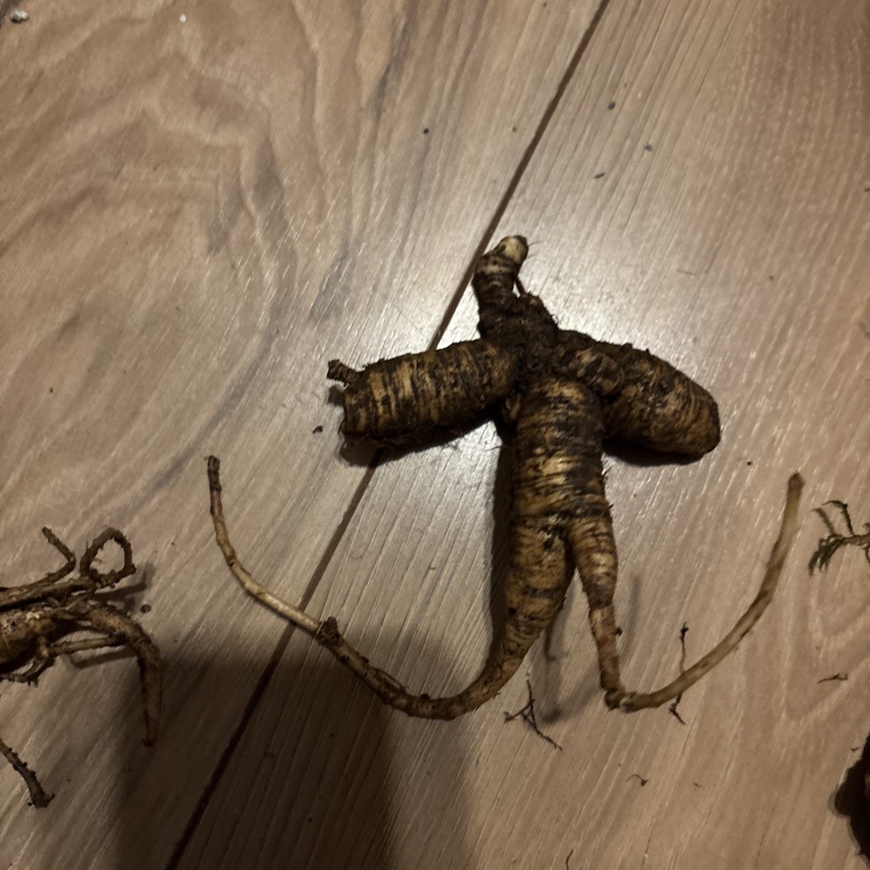 Ginseng, MAN ROOT. WOW ITS REALLY IMPRESSIVE. It’s still fresh. | eBay